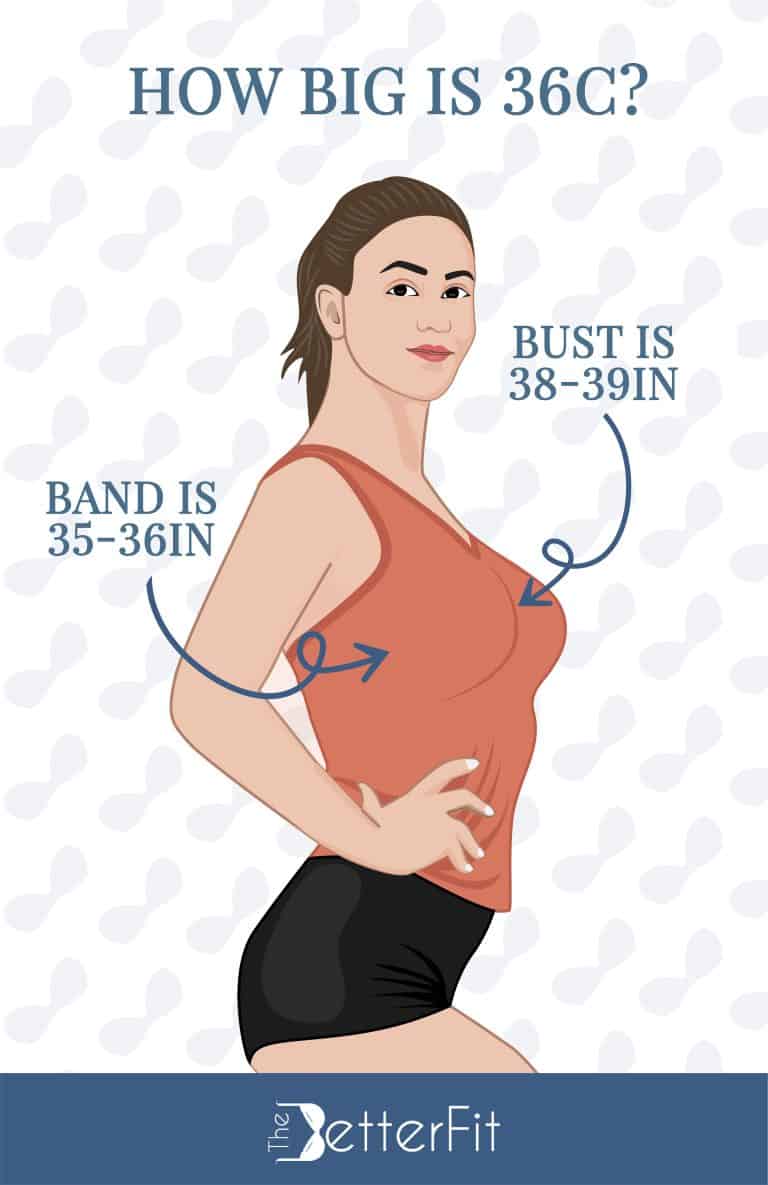 How Big Is A 36C Bra Cup Size TheBetterFit